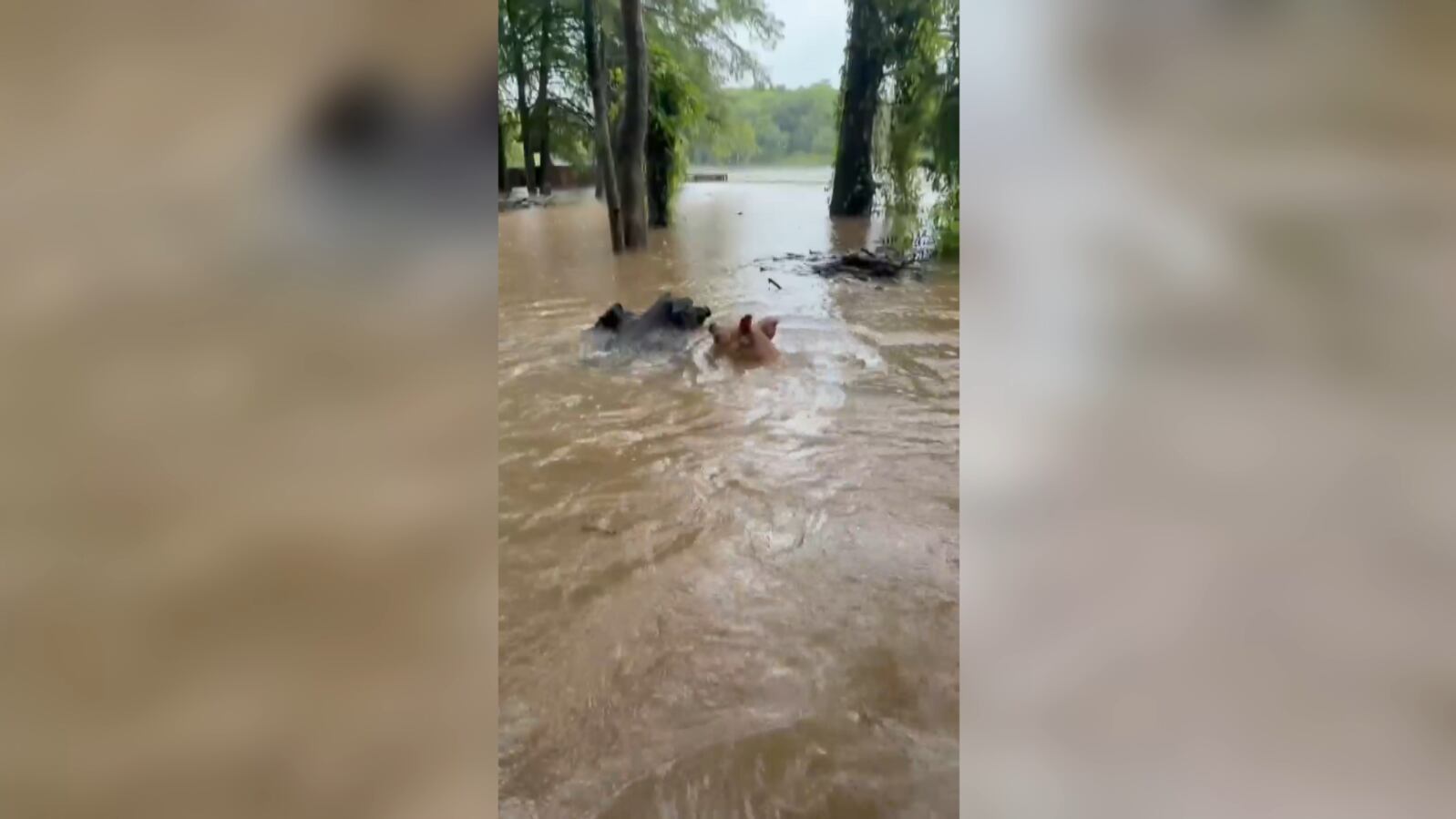 Man rescues pigs from flood in Bordelonville