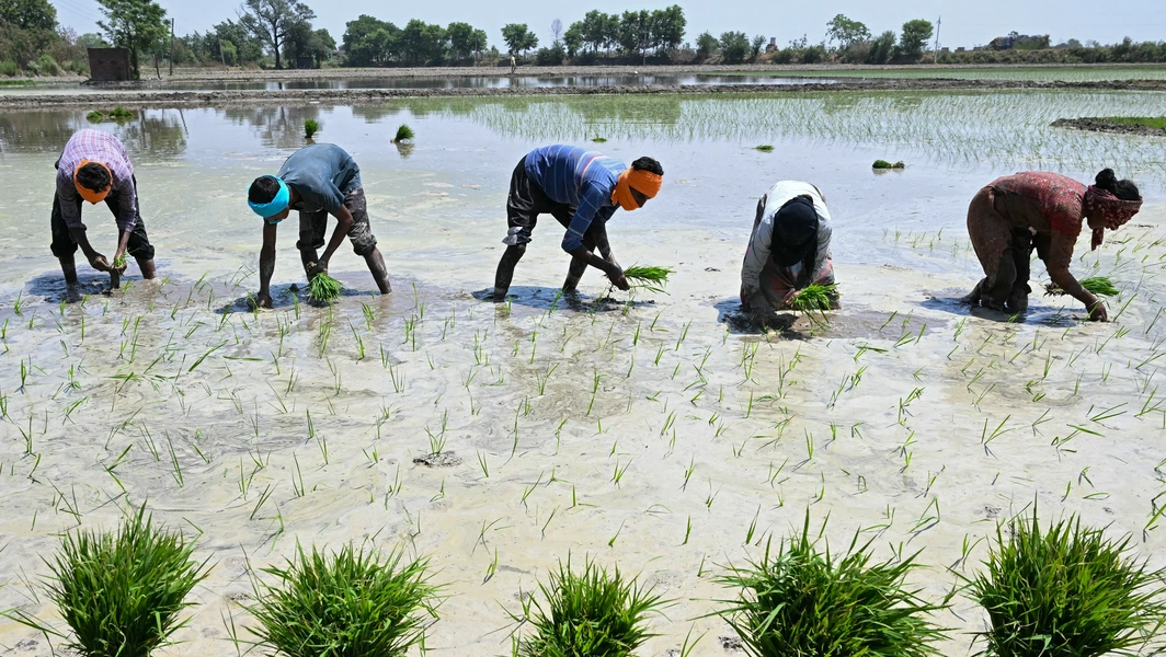 Climate change threatens rice production and nutrition