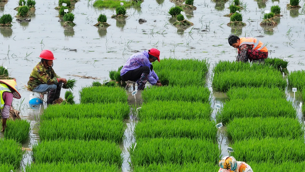 Climate change threatens rice production and nutrition