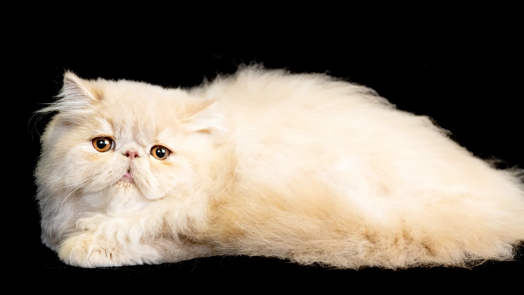 Persian cat life: beauty, care and love