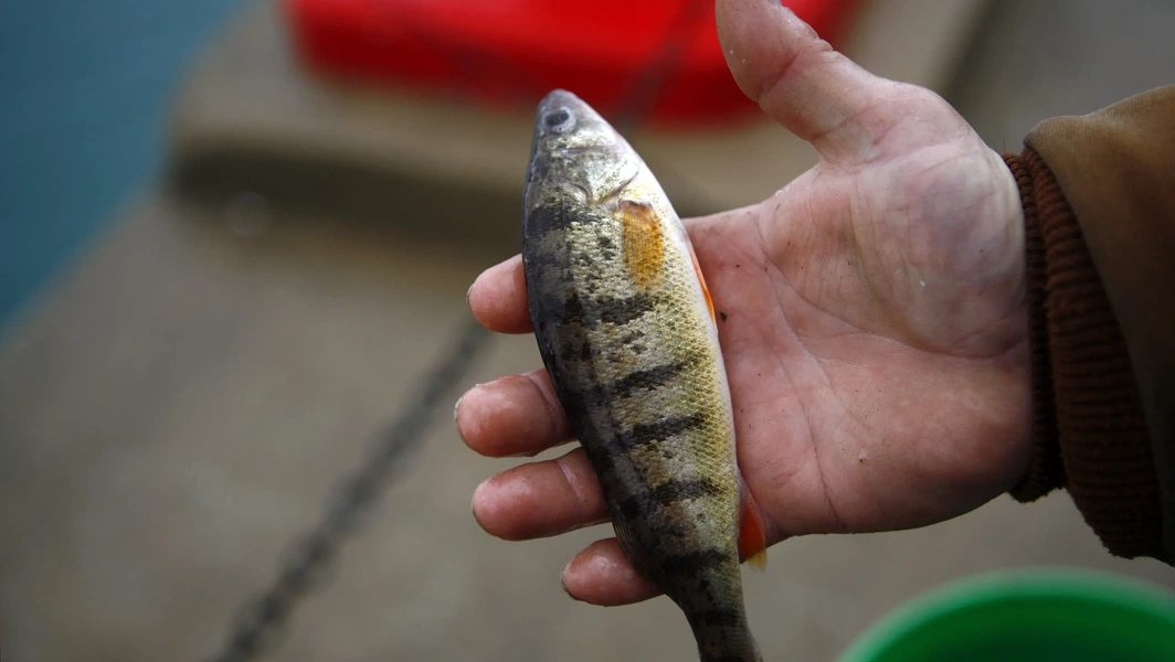 Yellow perch decline and recovery in Lake Michigan