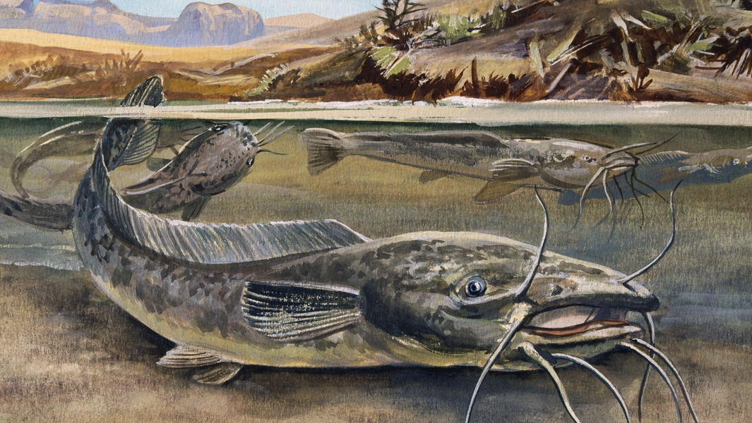 Robot study reveals how first fish moved onto land