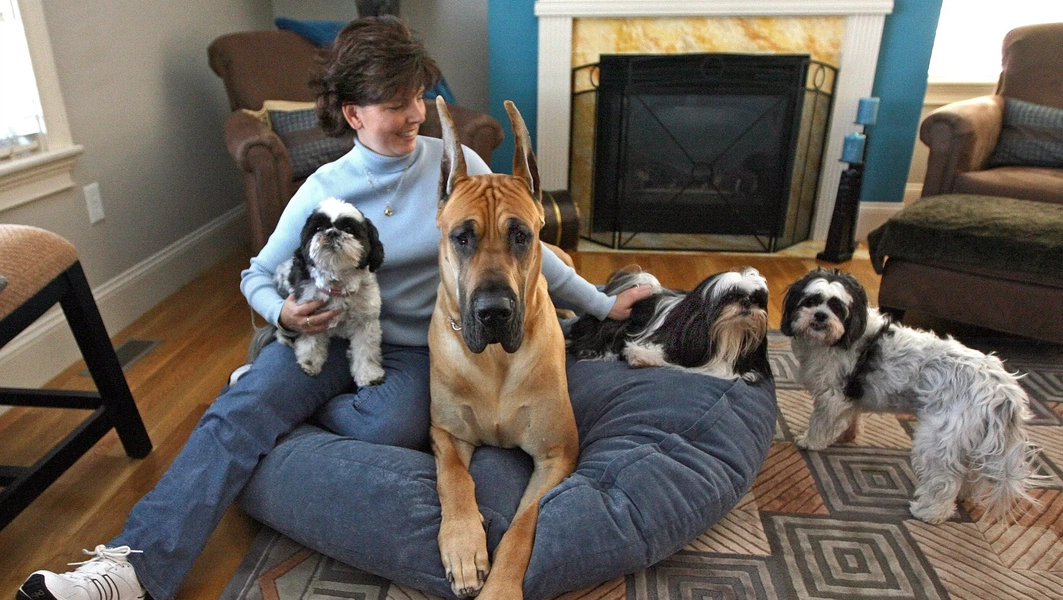 5 gentle giant Great Danes in endearing moments