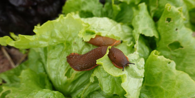 This stylish £18 garden ornament doubles as a clever slug trap — and ...