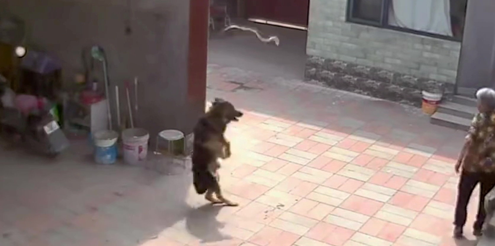 Dog flings snake through air after reptile bites it