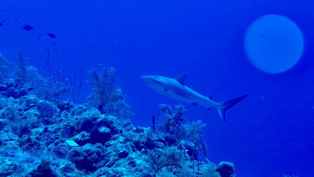 Discovery unveils Shark Week 2026 lineup with K-pop twist