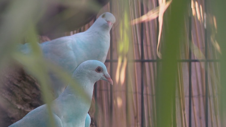 Bright blue pigeons dyed for gender reveal spark wildlife concerns near ...