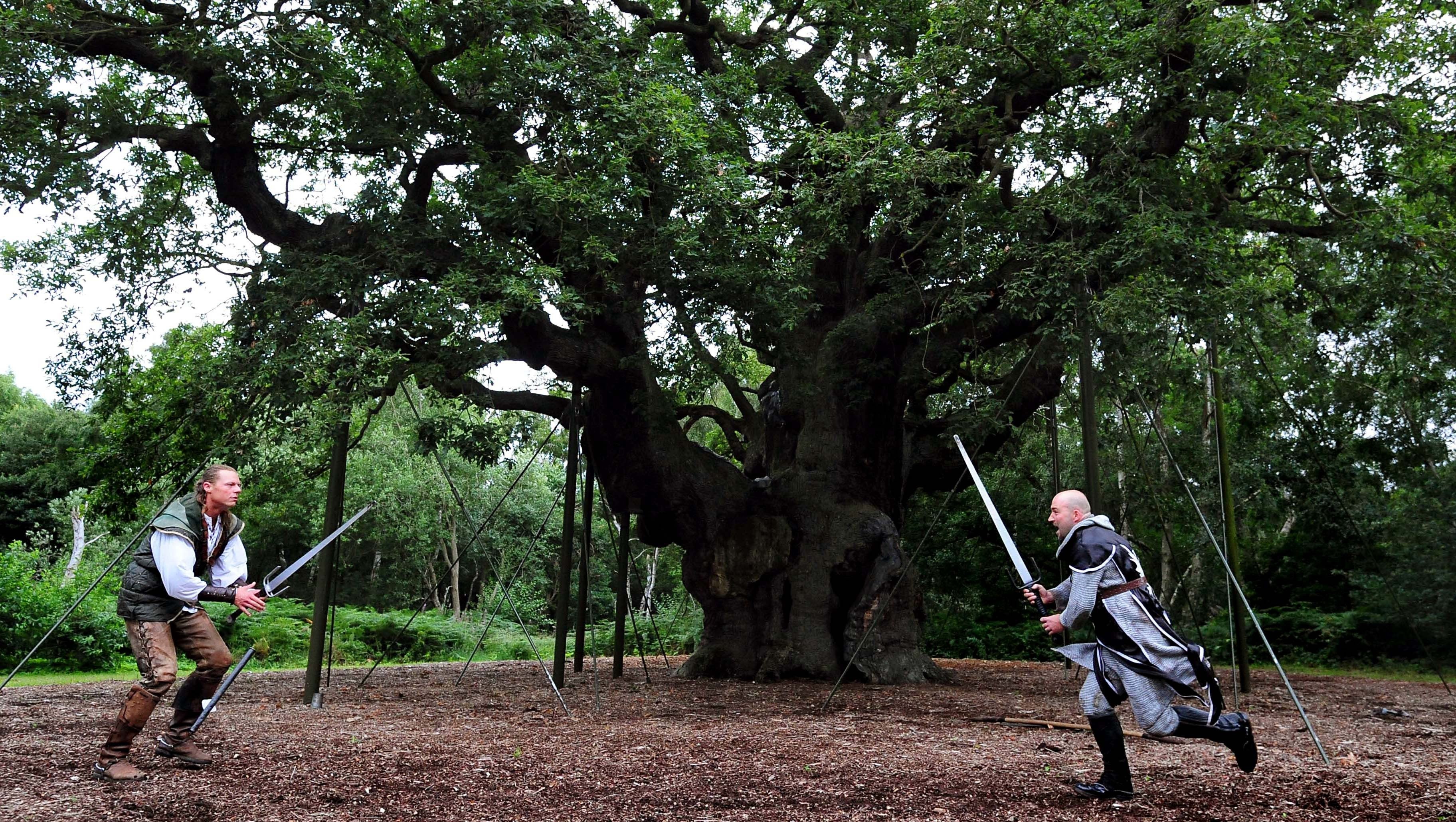 Robin Hood's tree — the 1,000-year-old legend of Sherwood Forest ...