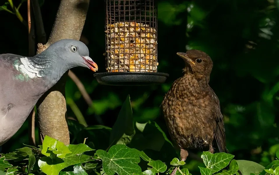 Experts share new bird feeder tips and seasonal advice
