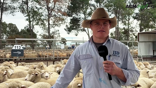 Getting weaning rates higher is top of mind for sheep producers this season
