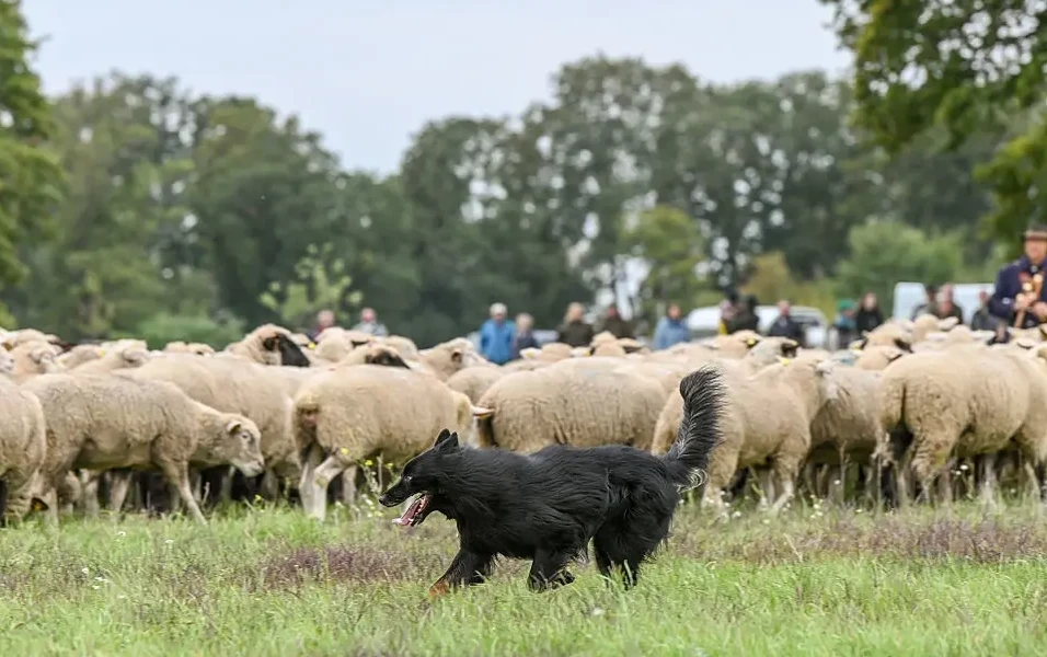 Farm dog breeds that work as hard as you