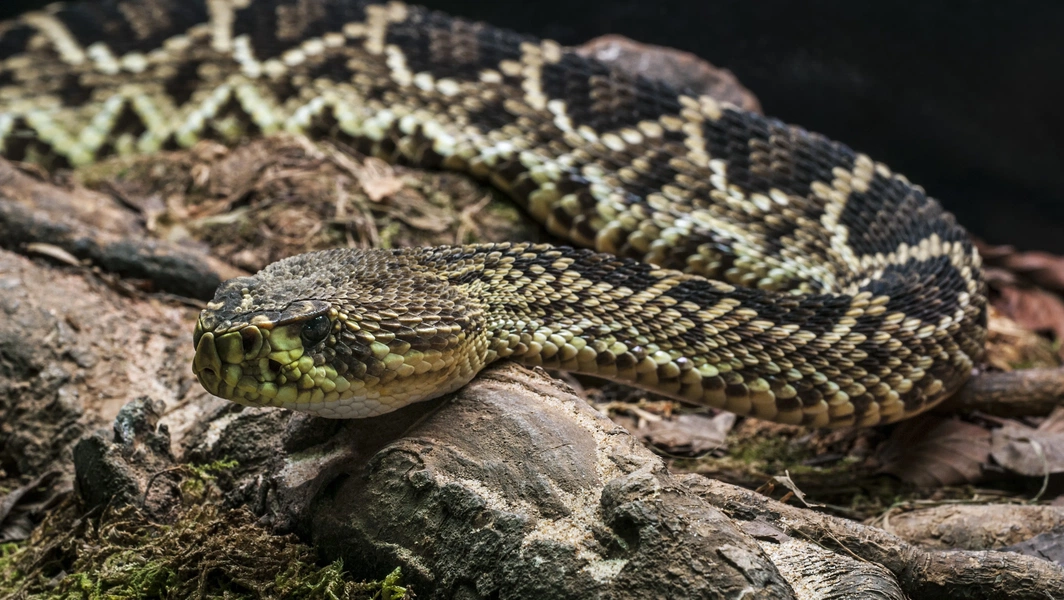 8 venomous snakes of the United States