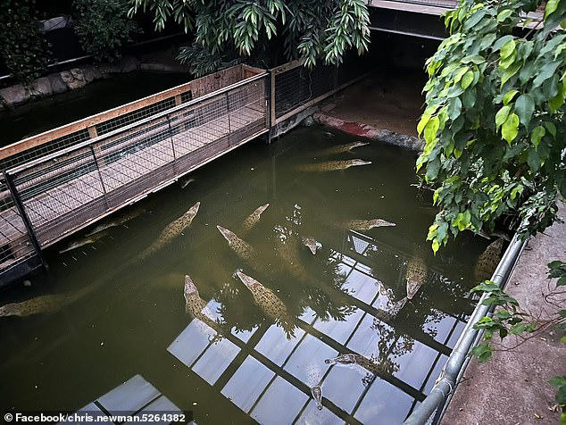 Zookeeper who saved boy, three, thrown into crocodile pit by stranger ...