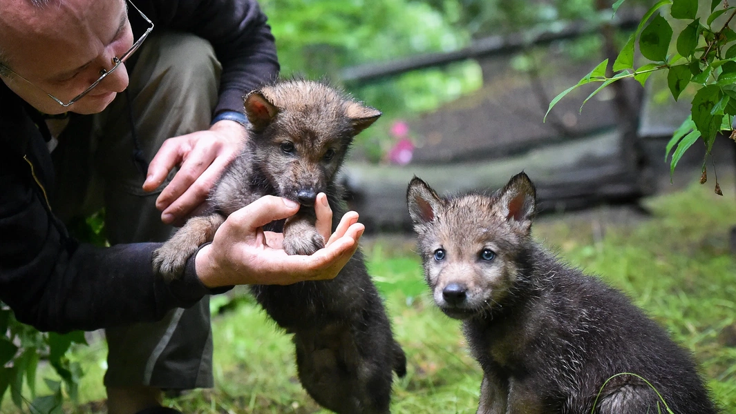 Red wolf conservation efforts and challenges