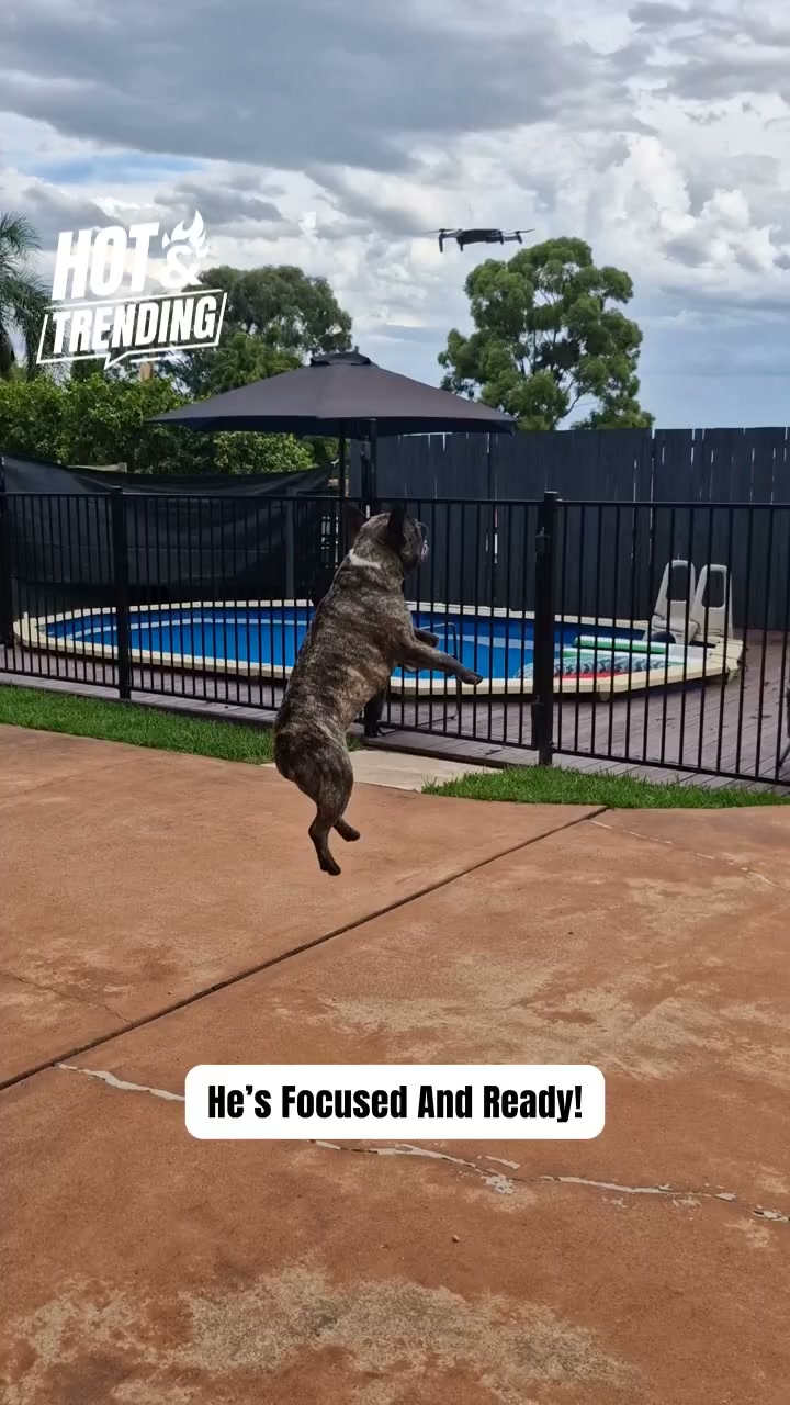 Dog's epic jumps to catch a drone