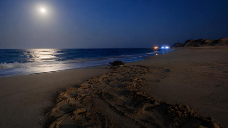 Cabo Verde’s Loggerhead Turtle Comeback Shows What Long-Term Protection ...