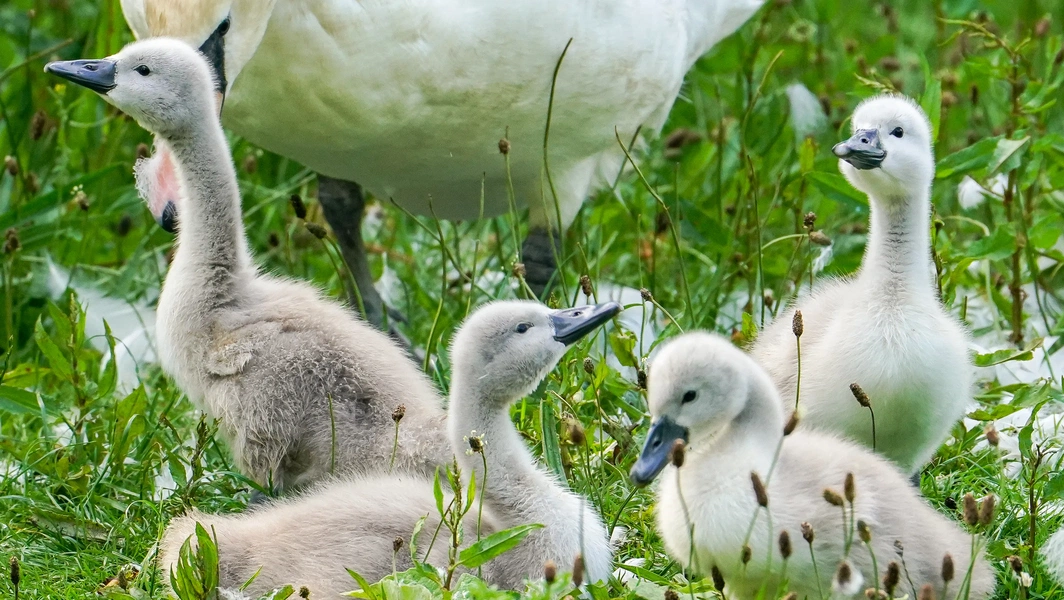 Life and care of young swans