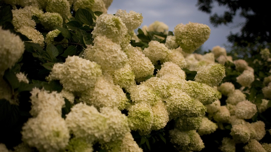 Hydrangea care secrets every gardener needs now