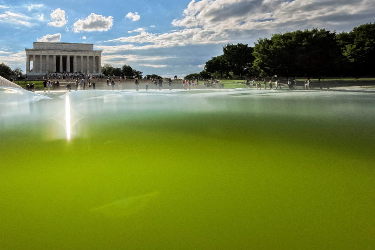 Paint is already peeling on Trump’s $14.7m Washington reflecting pool ...