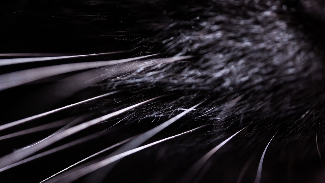 Cats with remarkably long and unique whiskers