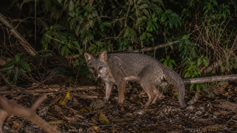 The Cozumel dwarf fox has been photographed after more than 20 years