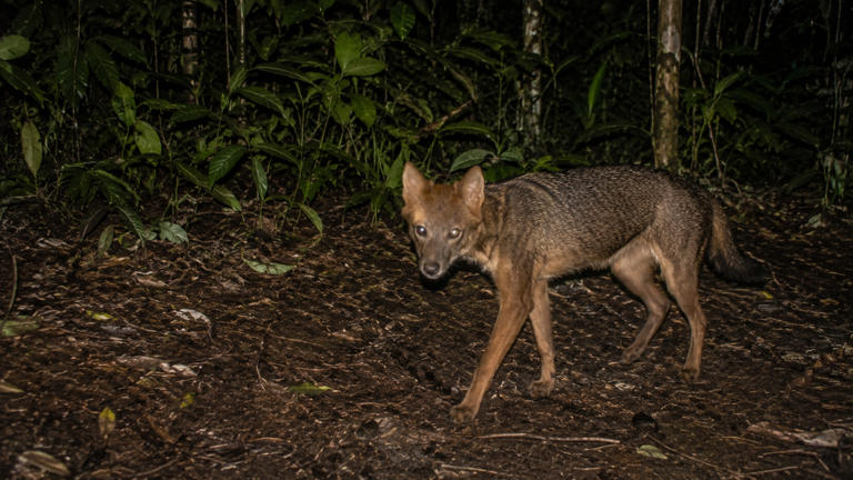 Amazon short-eared dogs may be less rare than scientists feared