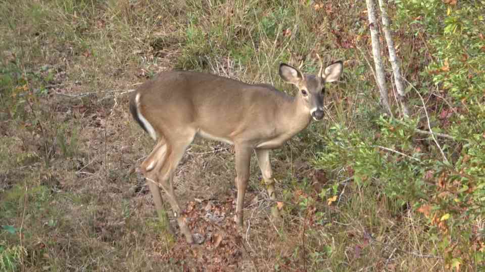 She saw nothing for 3 hours... then a buck appeared out of thin air