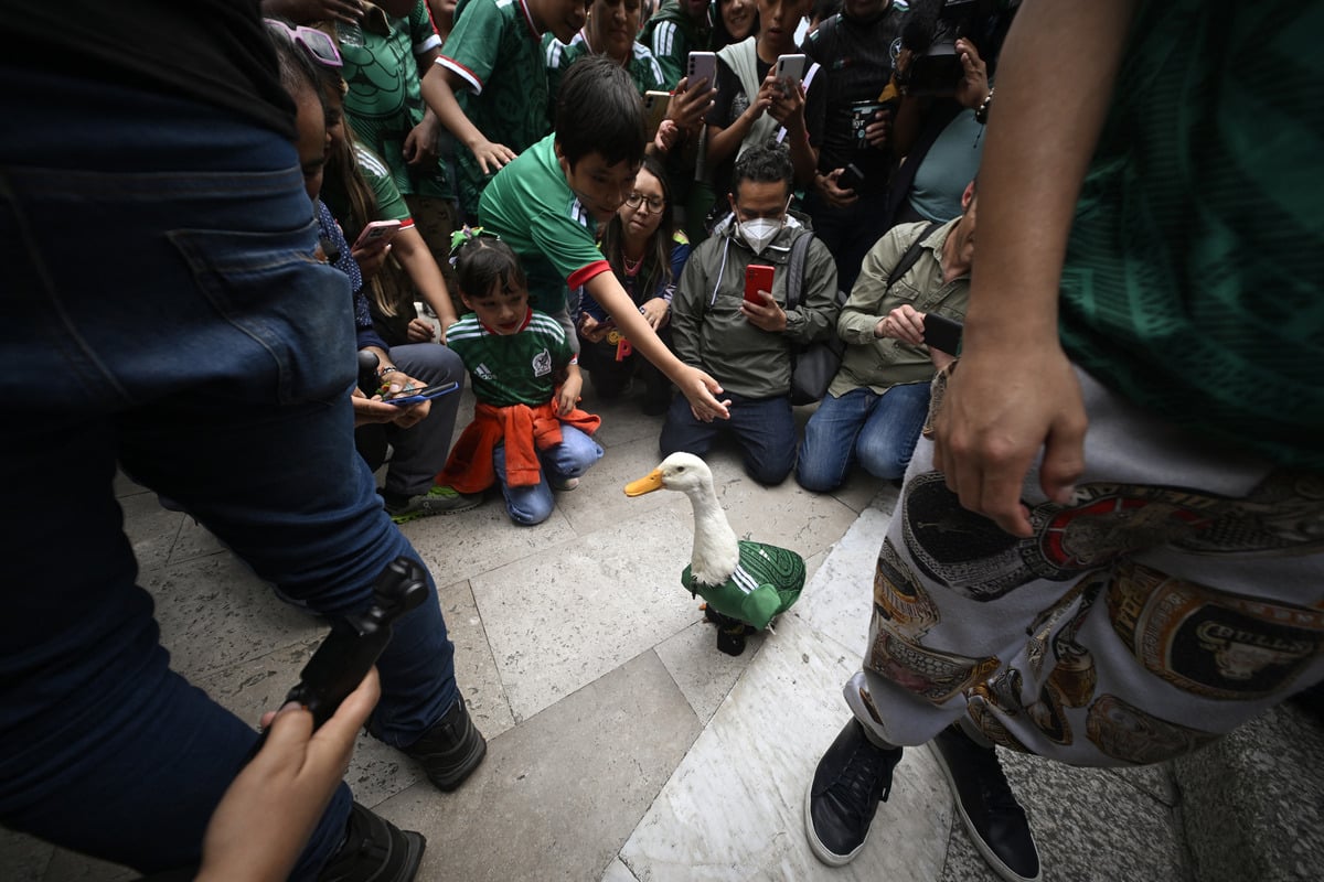 Merlin the duck achieves viral fame as Mexico's World Cup ambassador
