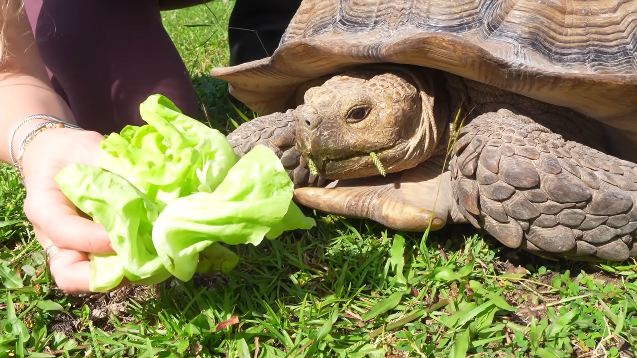 Police found a giant tortoise all alone in the woods – until he finally ...