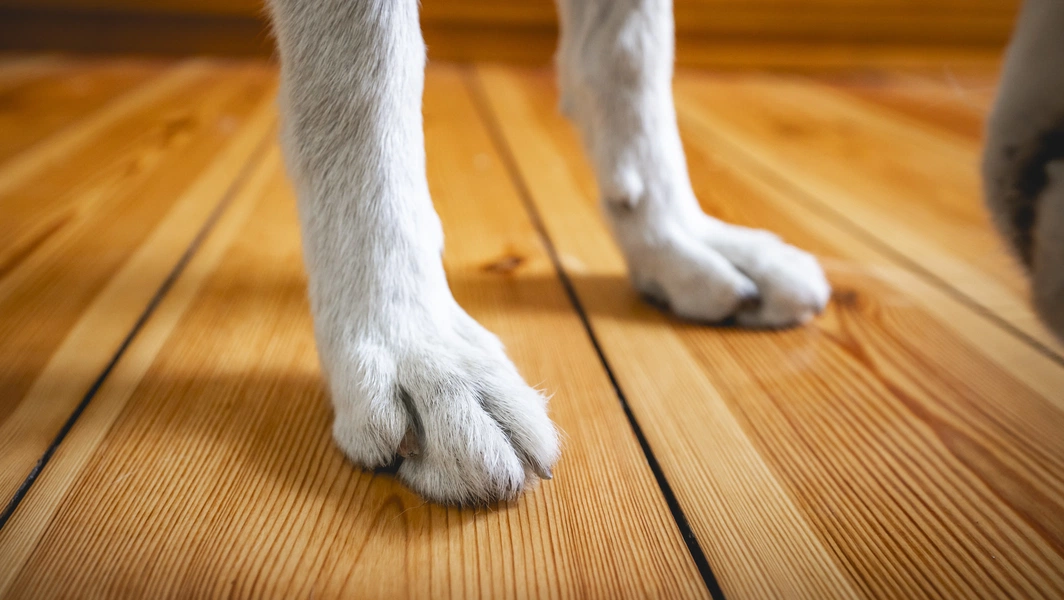 10 clear signs your dog feels happy and secure
