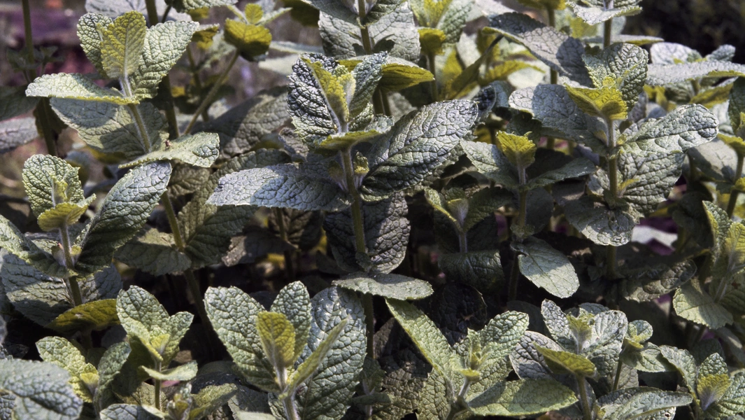15 notable plants in the mint family