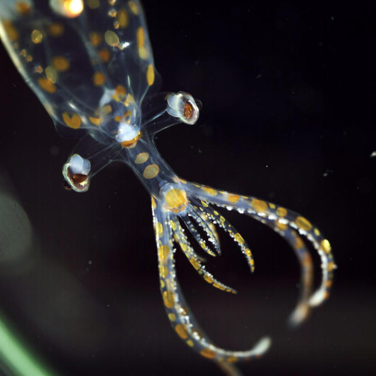 Deep-sea mission uncovers 31 new species – including one living inside ...