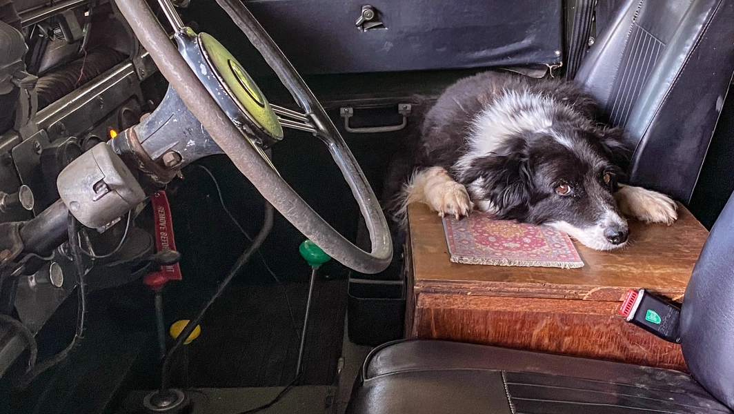 10 dog breeds prone to car travel challenges