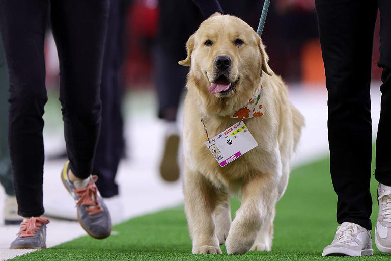 Pub dogs 2026: Here are the best 12 breeds of adorable dog to join you ...