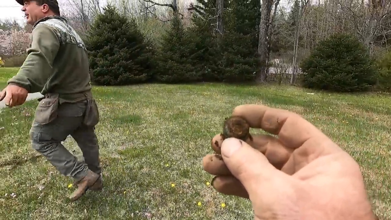 A Maine farmyard gave up a button and “Don’t rub it too hard” made the ...