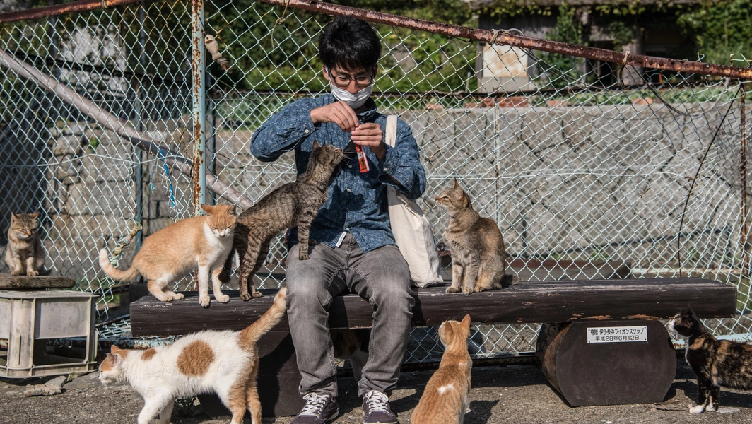 Masayuki Oki’s portraits of Japan’s street and island cats