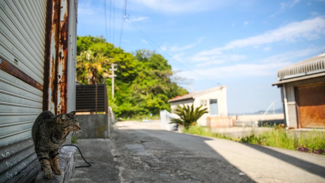 Masayuki Oki’s portraits of Japan’s street and island cats