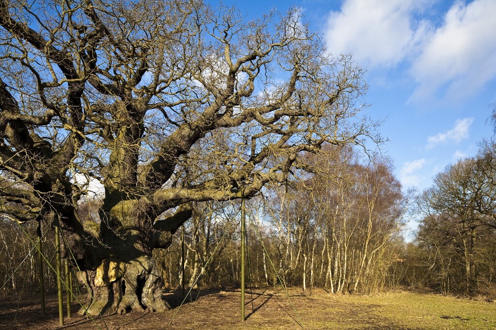 E' morta la quercia di Robin Hood, aveva 1.200 anni