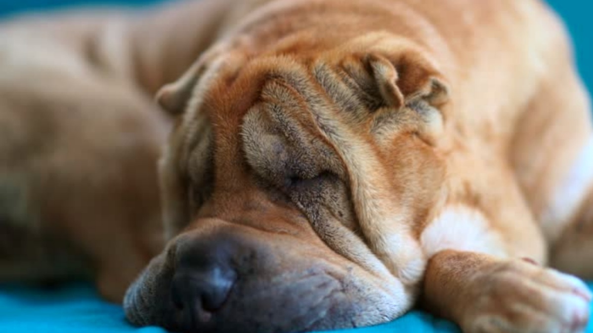 Want a dog that won't bark at everything? These 14 breeds may be a ...