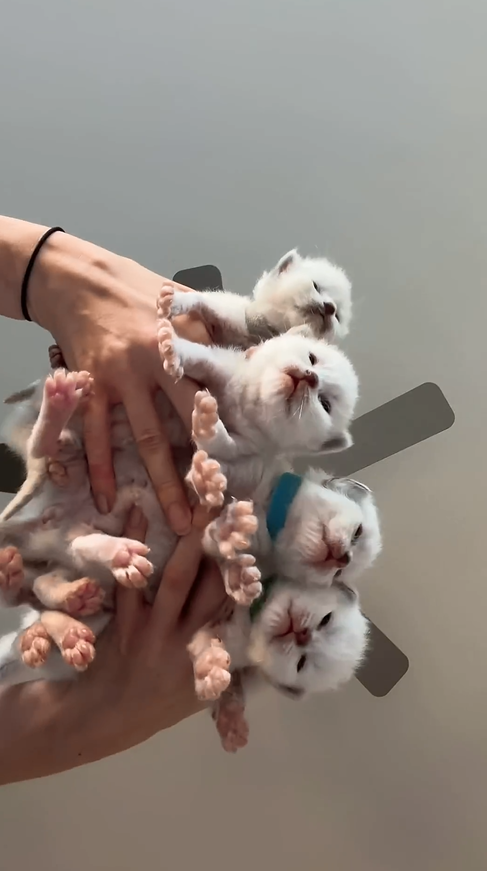 Saying goodbye to the last kitten in the litter