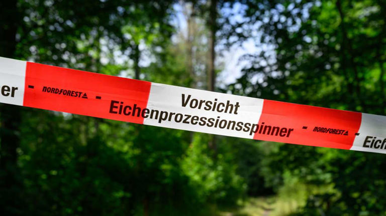 Sommerplage - Eichen-Prozessionsspinner breiten sich massenhaft aus