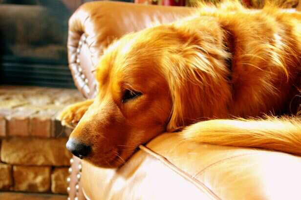 7 bugs that look harmless but are very dangerous for your dog