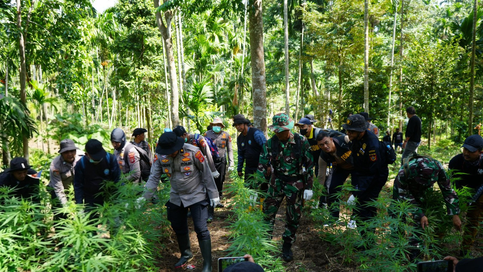 Bea Cukai dan tim gabungan musnahkan ladang ganja seluas 2 hektare di ...