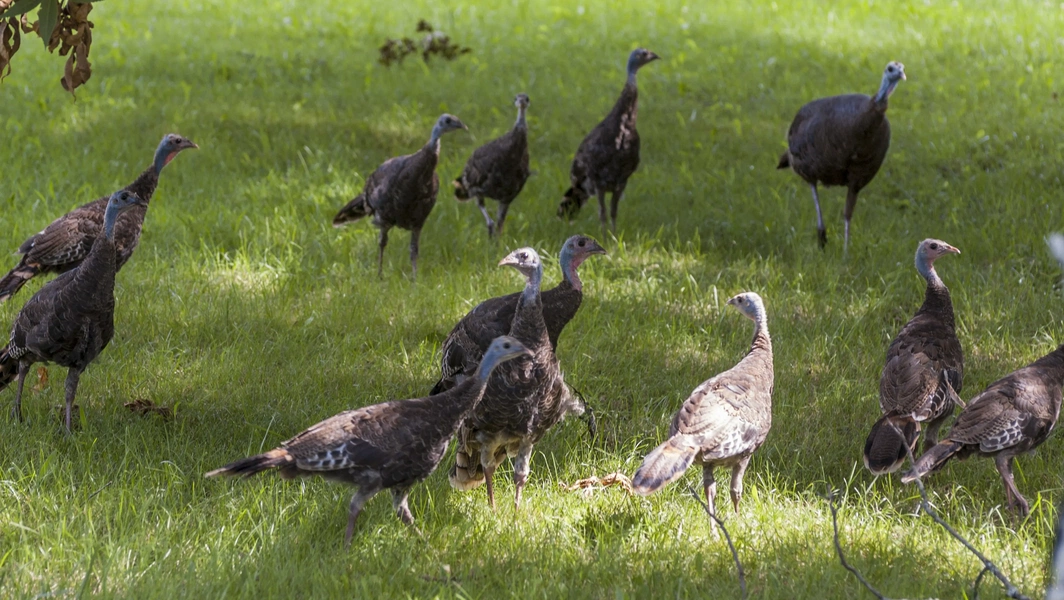 15 states with thriving wild turkey populations