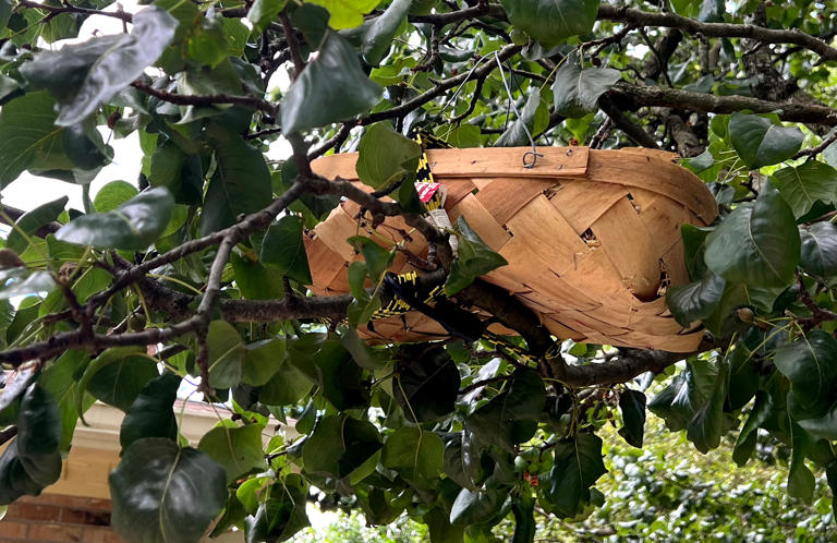 How a peach basket became a home for a baby robin in Murfreesboro
