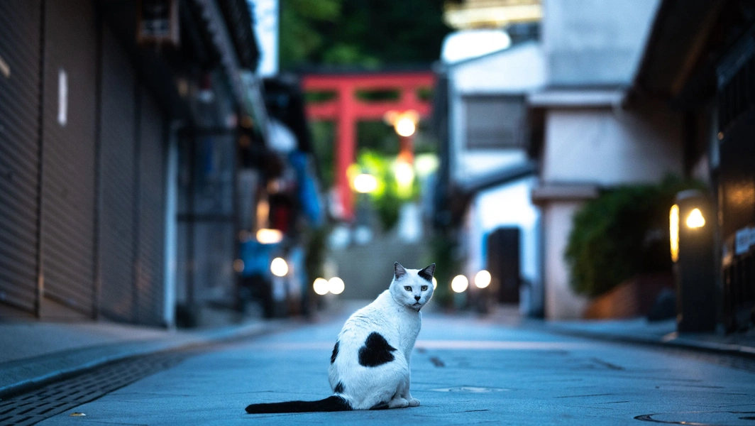 Masayuki Oki’s portraits of Japan’s street and island cats
