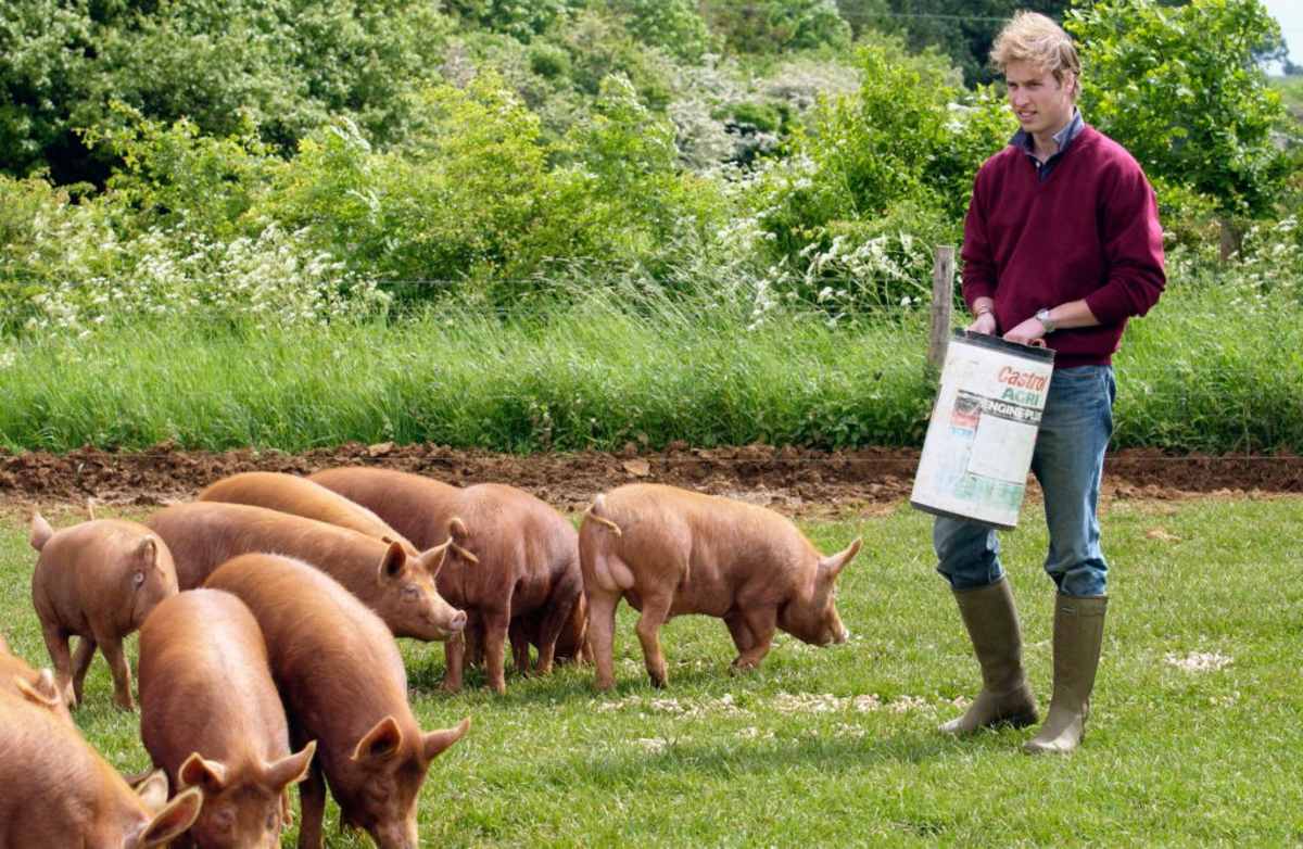 Prince William skips Ascot to meet 'Ginger Spice' the pig — and why ...