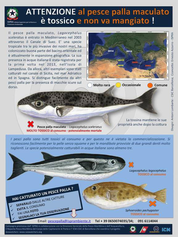 Allarme per l’invasione del pesce palla nel Mediterraneo, può essere ...