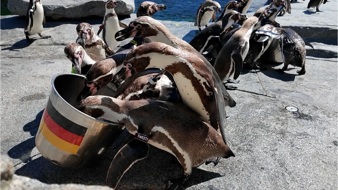 Tierische WM-Orakel: Wer hat den besten Riecher?