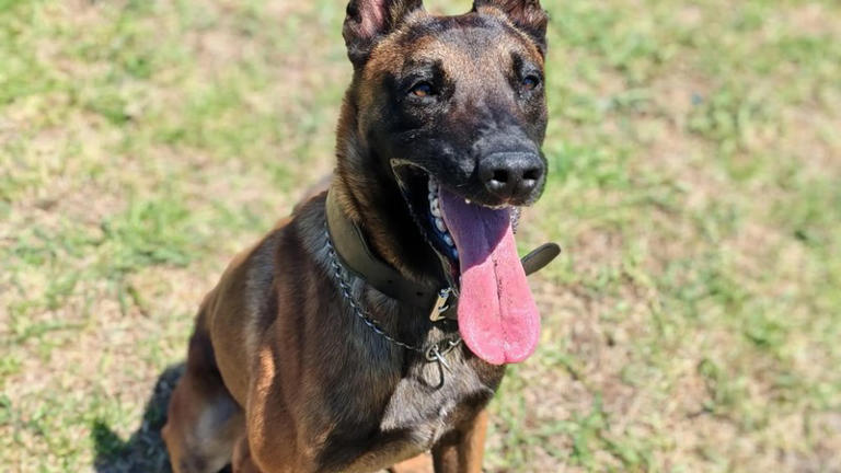 SARS detector dogs intercept billions in illegal goods, saving R1 ...